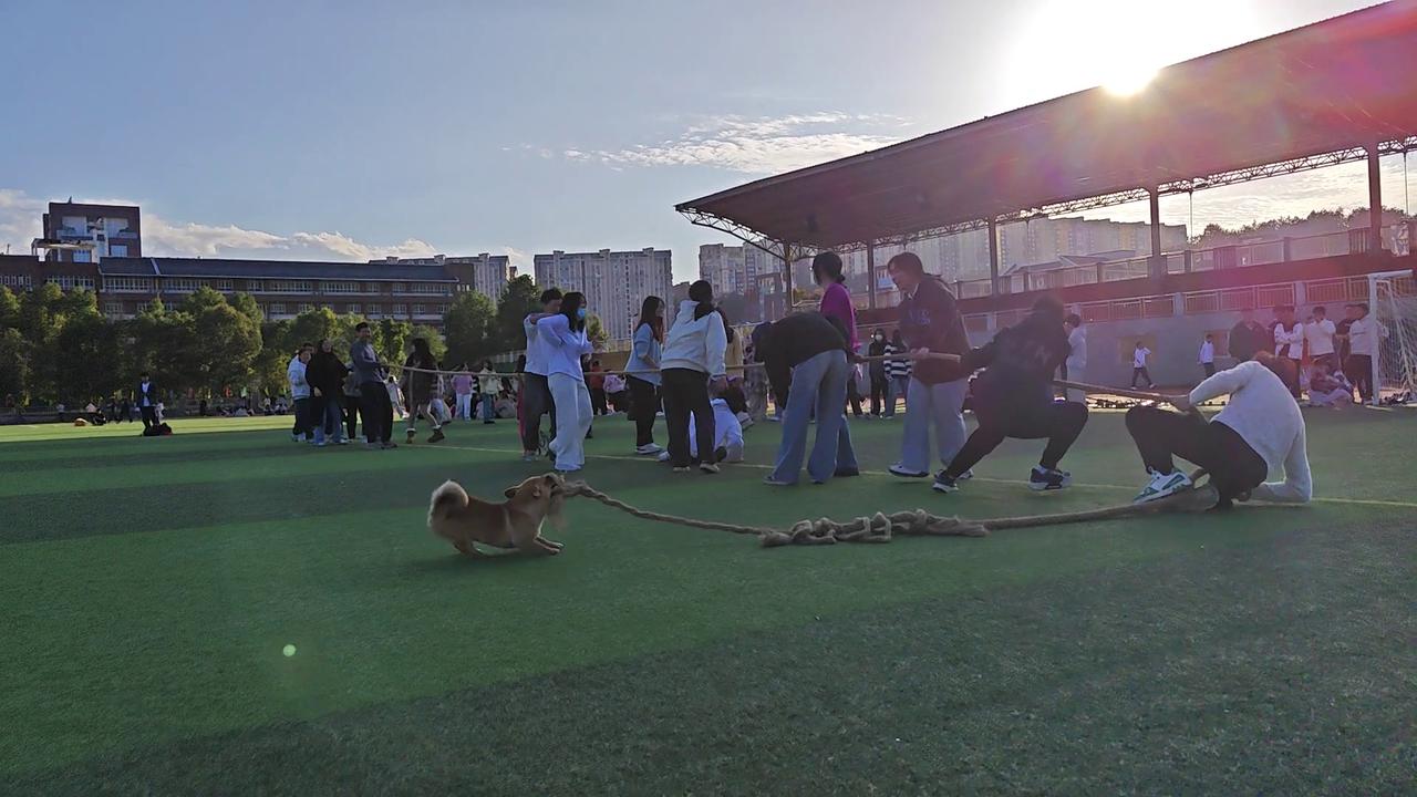 Plucky pet dog bites on rope to join tug-of-war