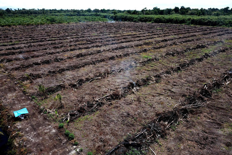 How sesame oil sparked a stir-fry revolution in ancient China as it ...