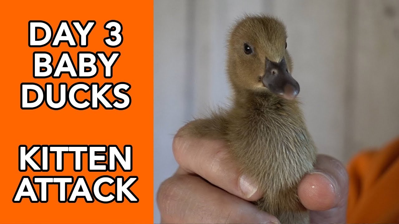 A curious kitten meets baby ducklings inside the farm brooder