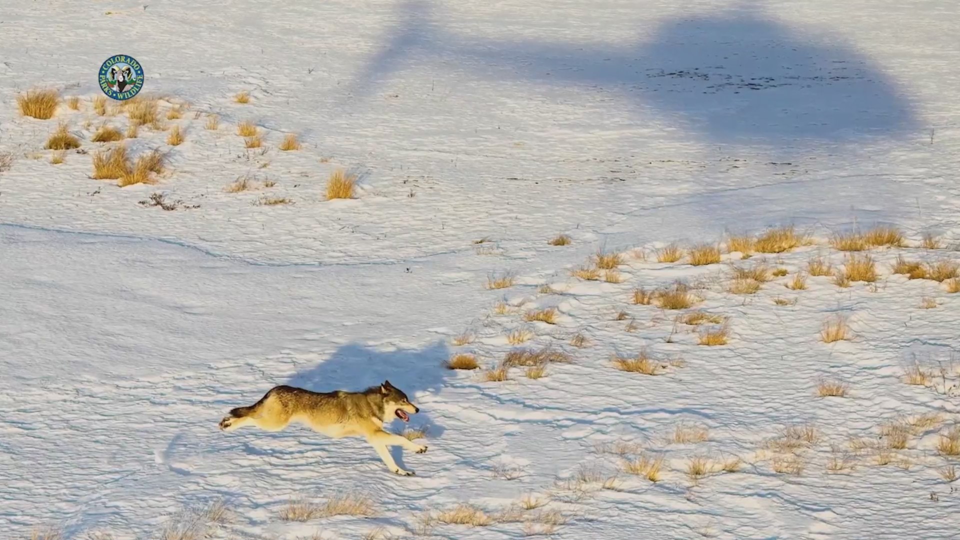 Stock growers react to Colorado wolf killed in Wyoming after depredation