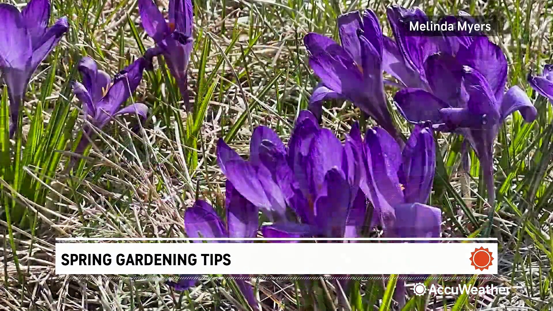 Gardening tips to start the early spring season