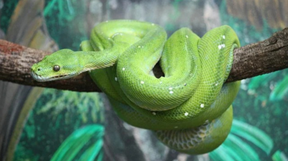 Sandalwood Tree Snakes: Why do poisonous snakes remain wrapped around ...