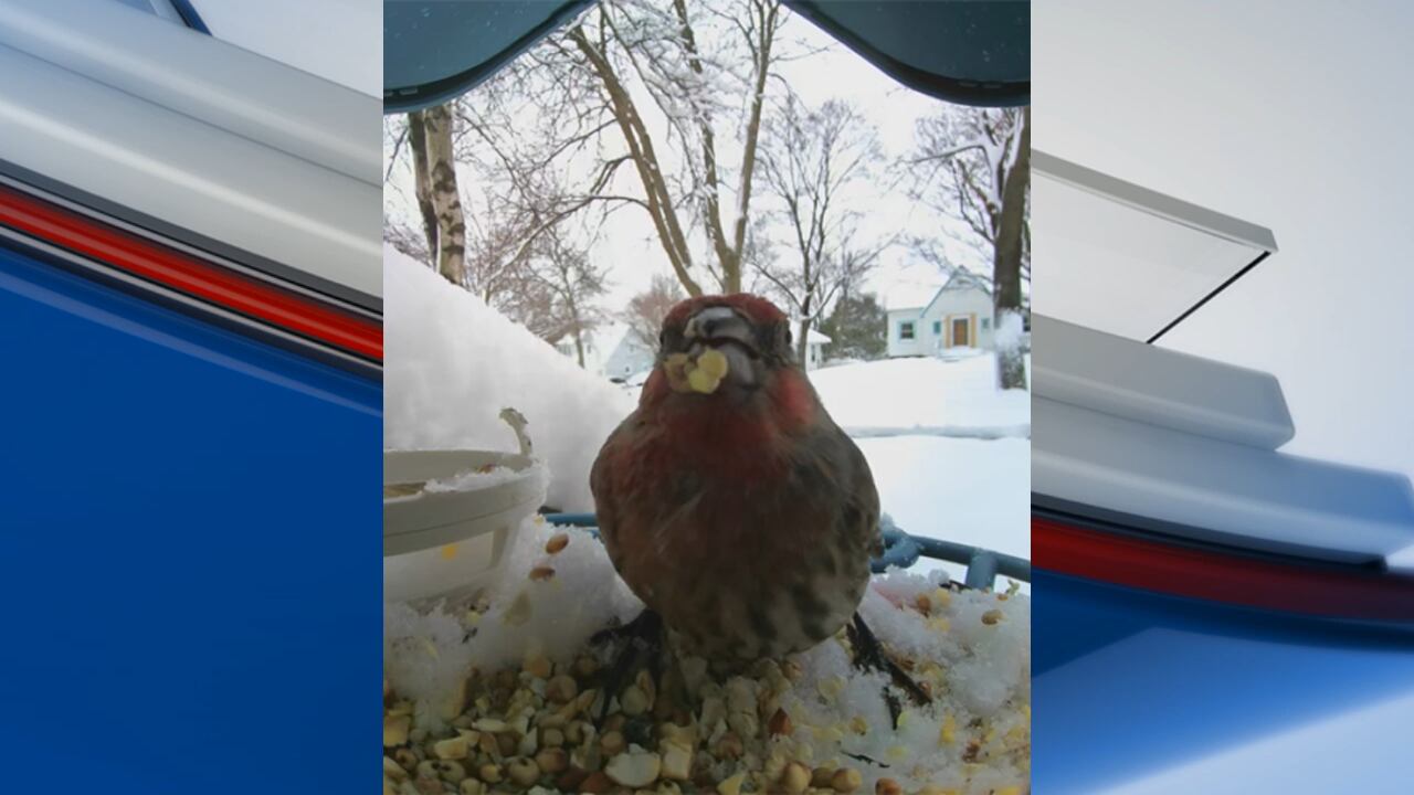 Cold snap creating challenges for migratory birds in Wisconsin