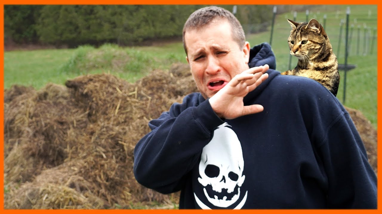 Barn Cat Finds Surprise While Cleaning Duck Manure