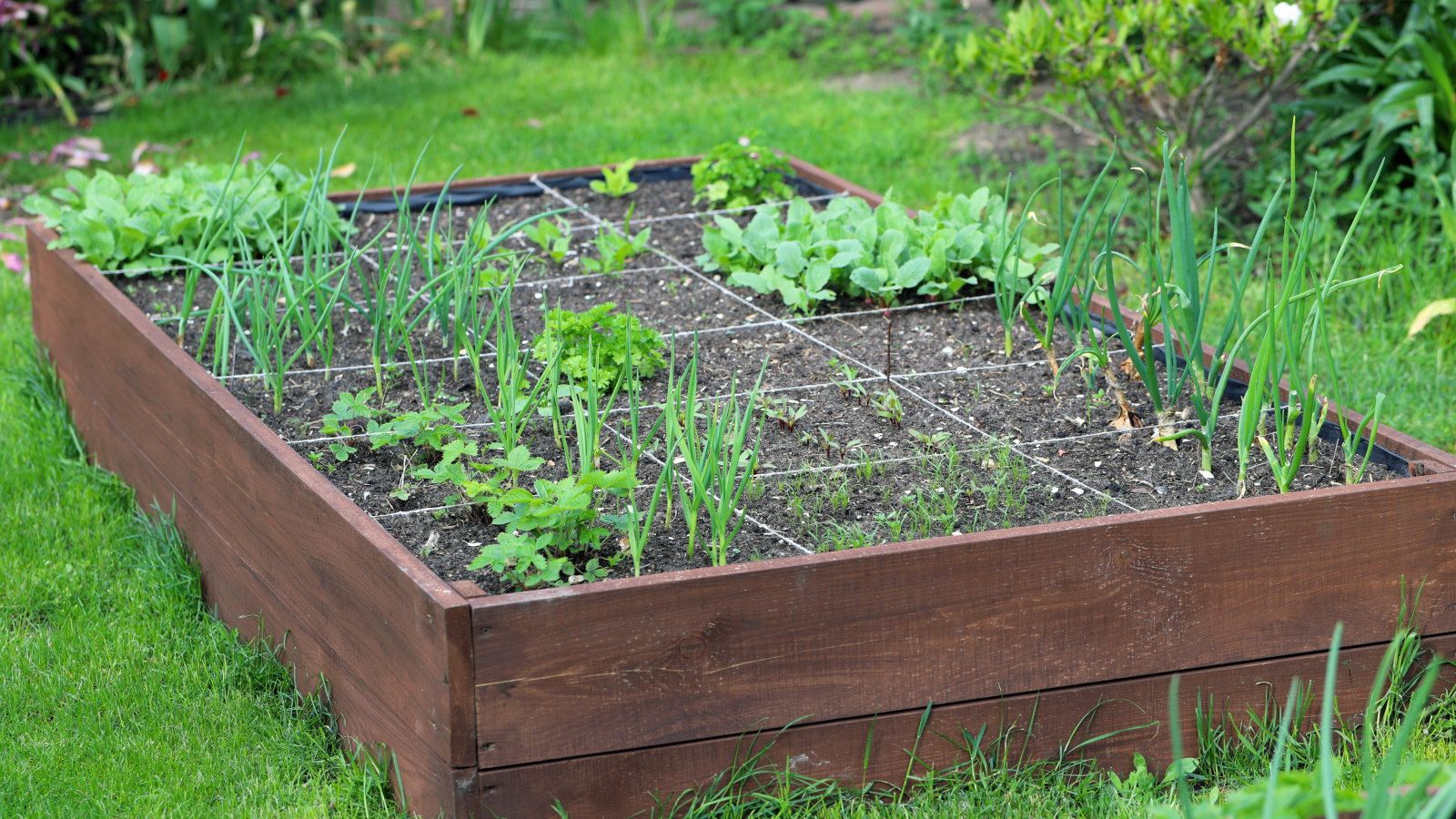 9 of the best vegetables to grow using the square foot gardening method ...