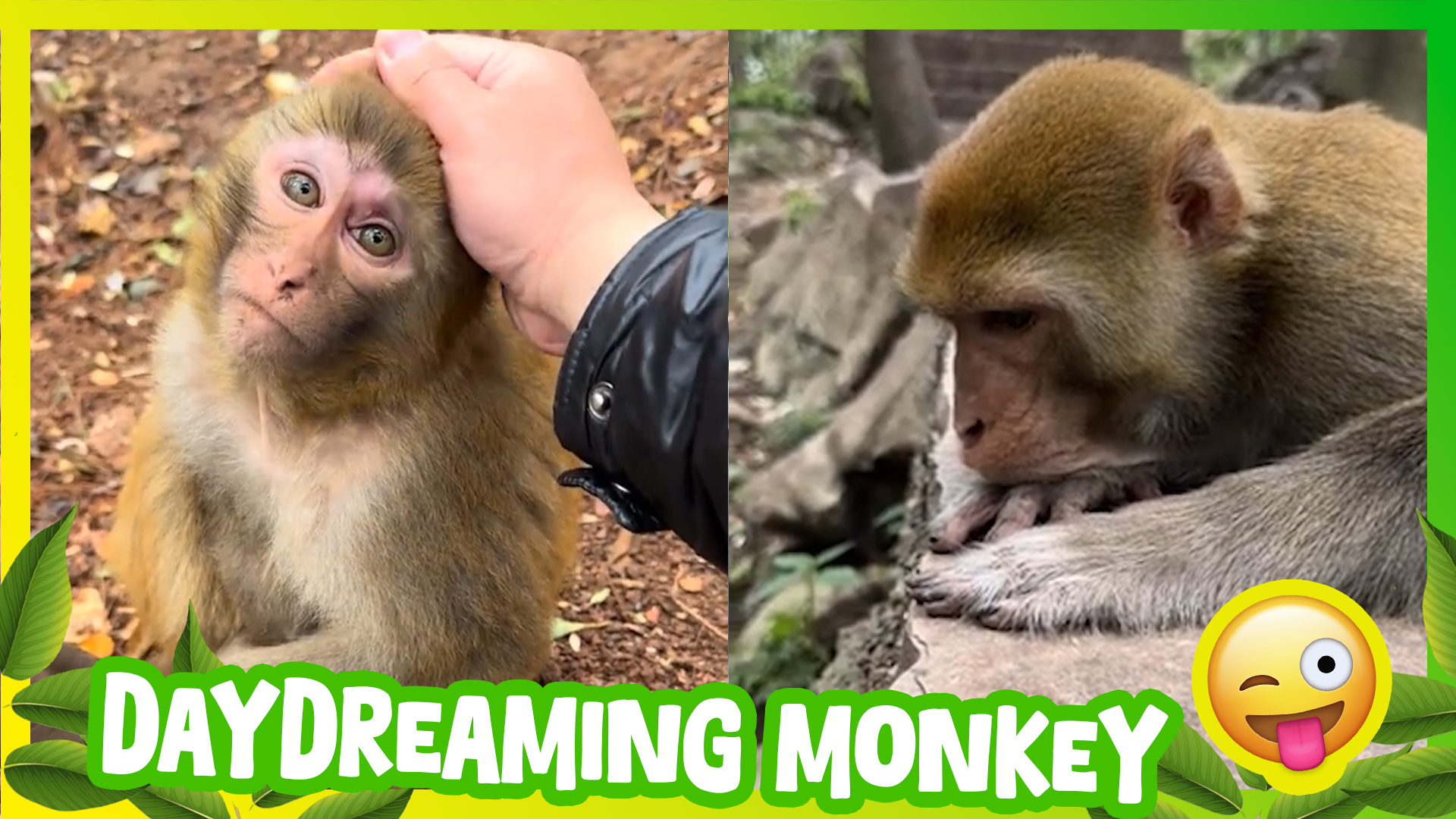 🐵 Dromerige Aap! Deze Aap Zit Helemaal In Zijn Eigen Wereld – VDS ...