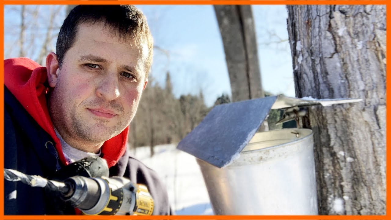 Tapping Maple Trees for Syrup