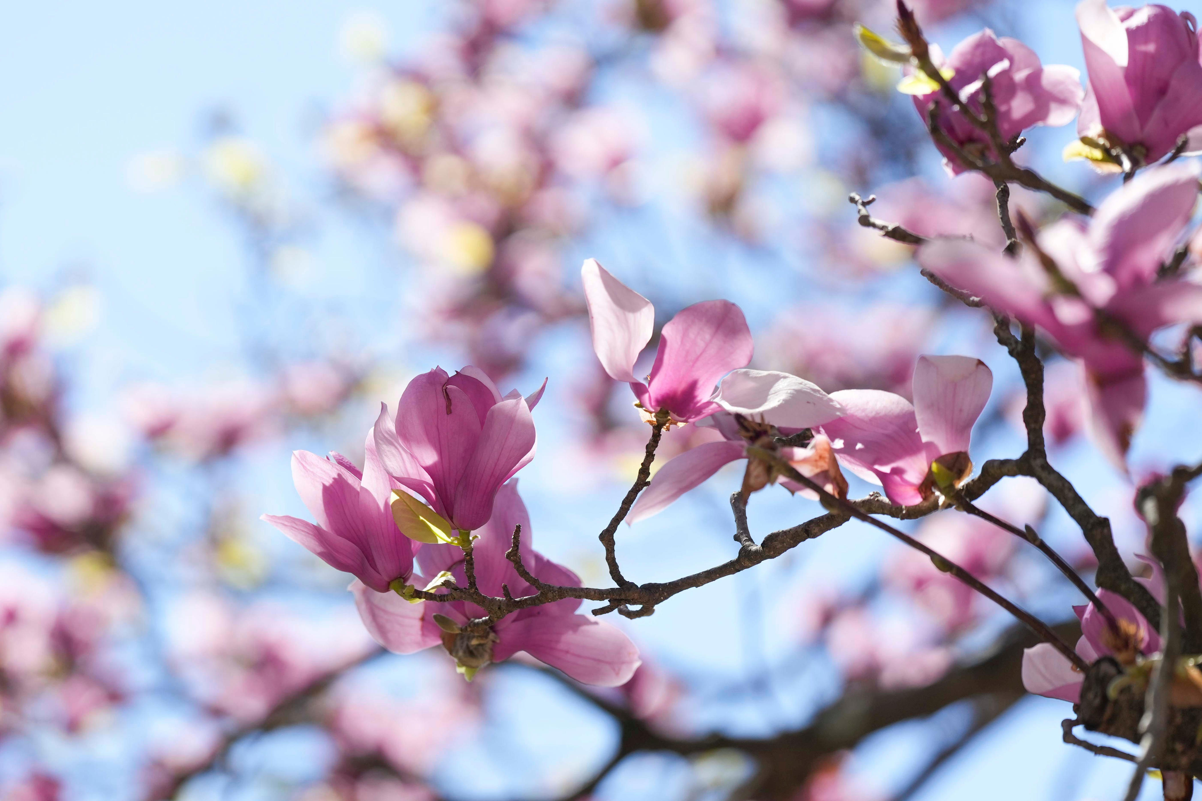 The Old Farmers' Almanac weather predictions for Spring 2025 in Columbus