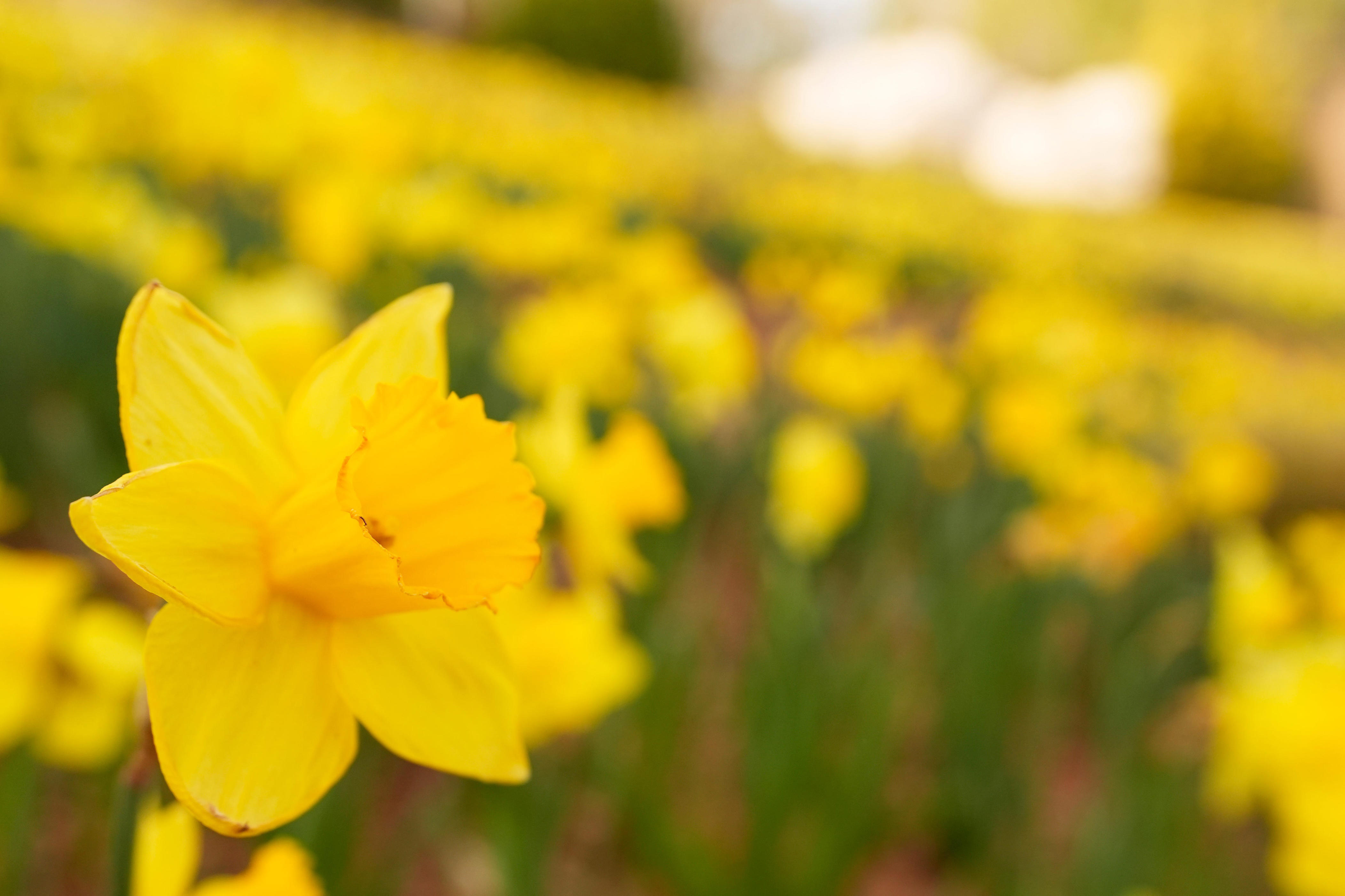 Old Farmer's Almanac spring 2025 weather forecast: See what they expect ...