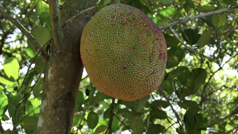 Características y cuidados del árbol de yaca: Todo lo que debes saber