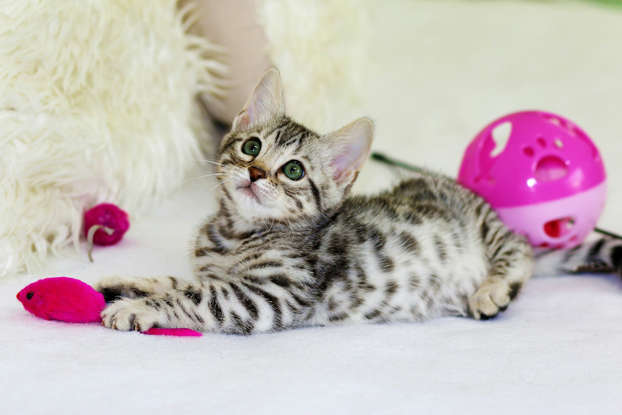 6 Budget-Friendly Ways to Keep Your Cat Active 6 Budget-Friendly Ways to Keep Your Cat Active