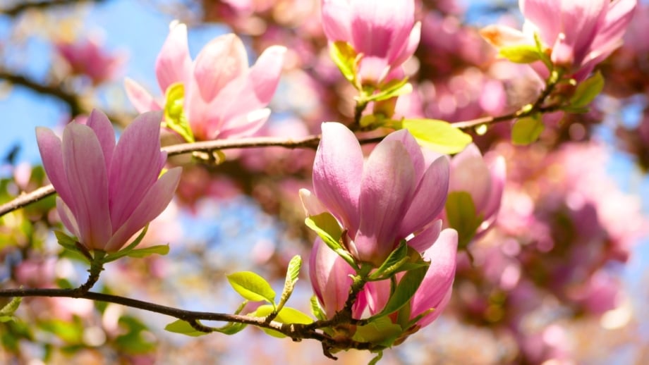 How to Plant, Grow, and Care for Saucer Magnolia Trees