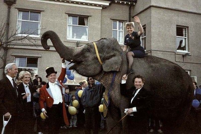 Moment Liverpool village was left speechless when an elephant escaped