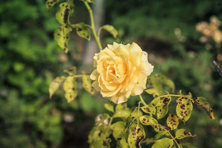 Roses will produce 'large' flowers if 3 food scraps are mixed into soil
