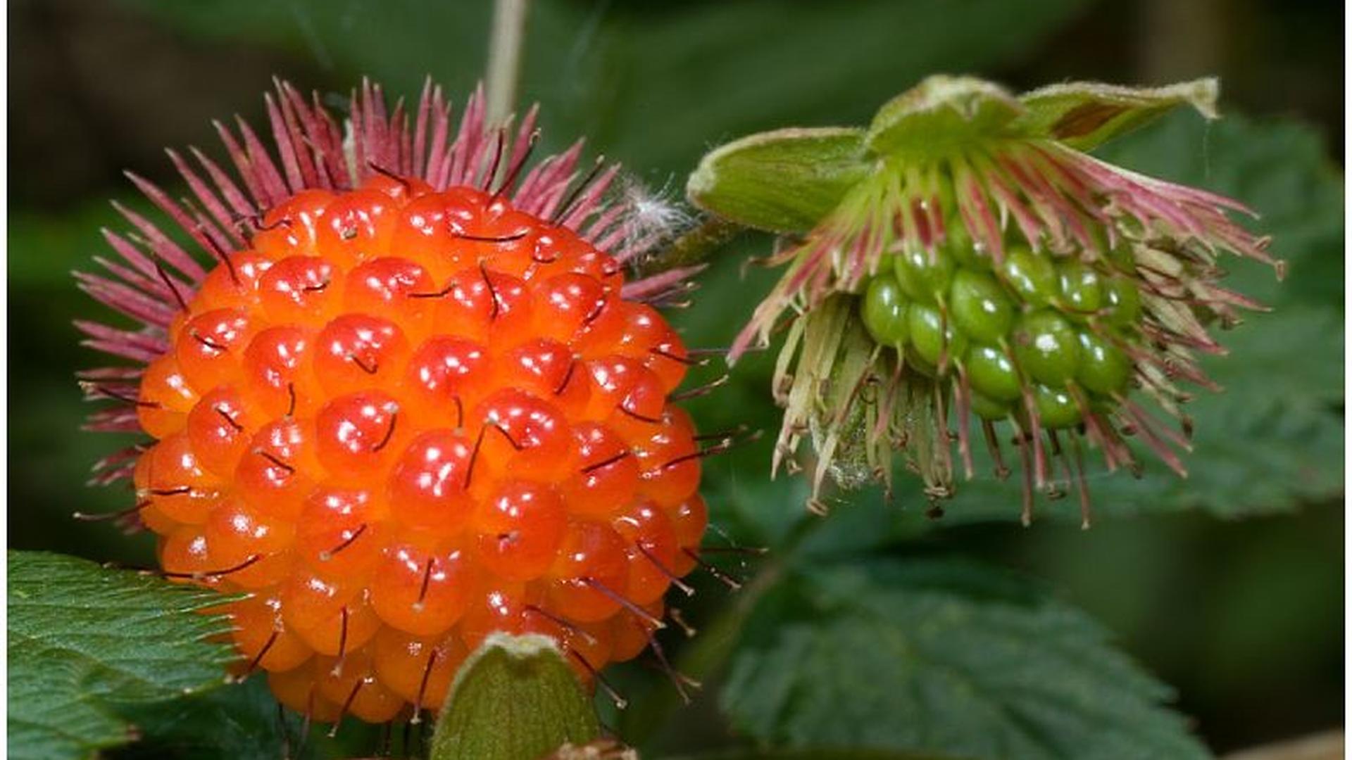 The Best Fruits to Snack on from Alaska’s Wild Harvests