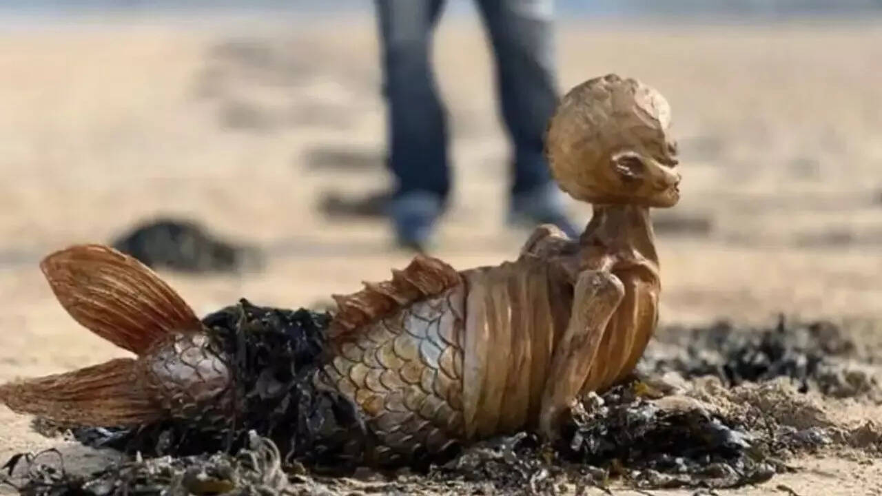 Bizarre sea ‘skeleton’ stuns UK beach visitors—what is it?