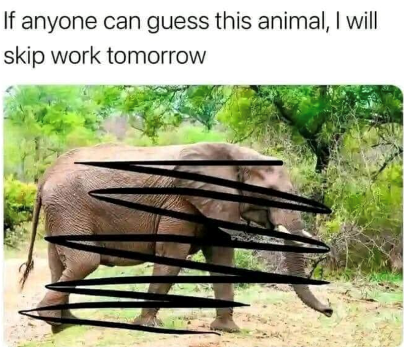 23 Grumpy Animal Memes That Pawfectly Match the Vibe of the Overworked ...