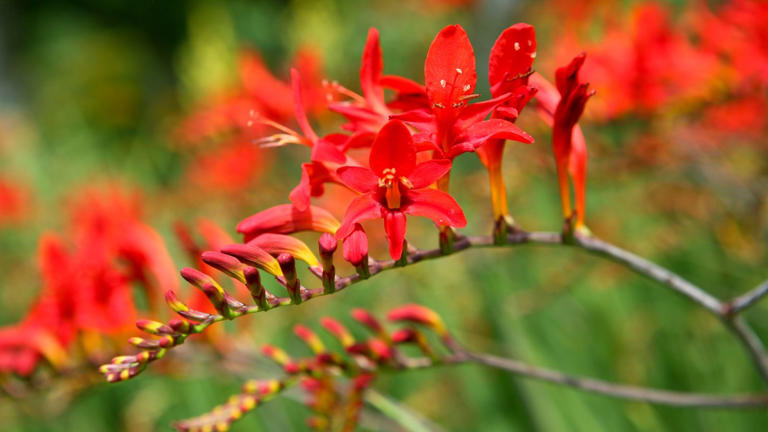 Best crocosmia varieties – 16 gorgeous types of montbretia to add fiery ...