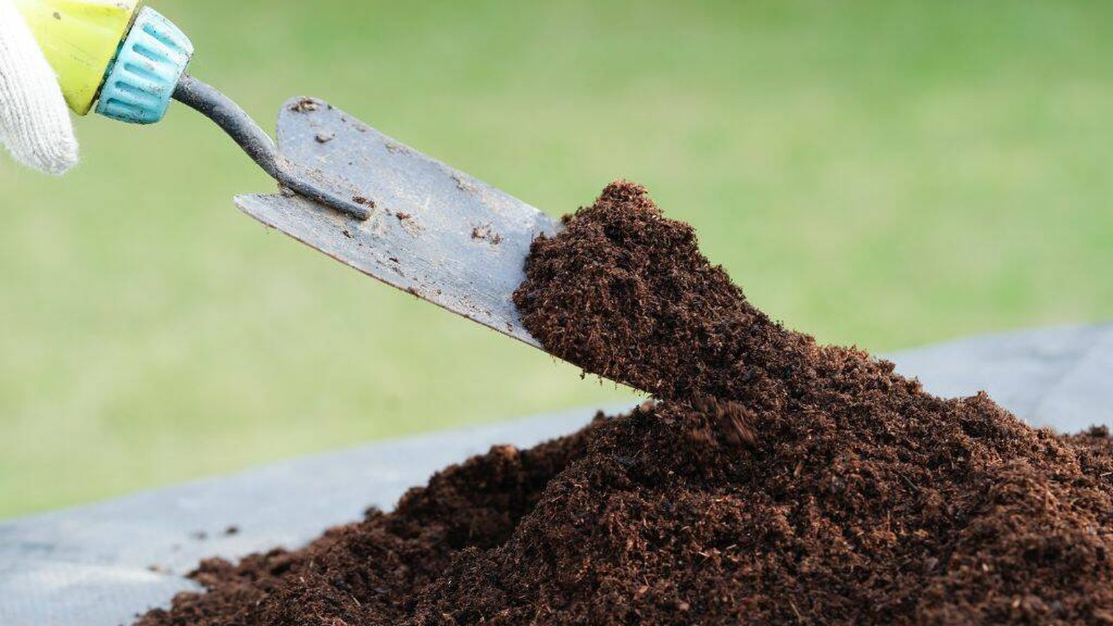 Cómo hacer florecer tus plantas con humus de lombriz en casa: el truco ...