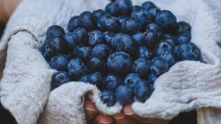 Blueberries Improve Cognition, Memory, New Study Finds