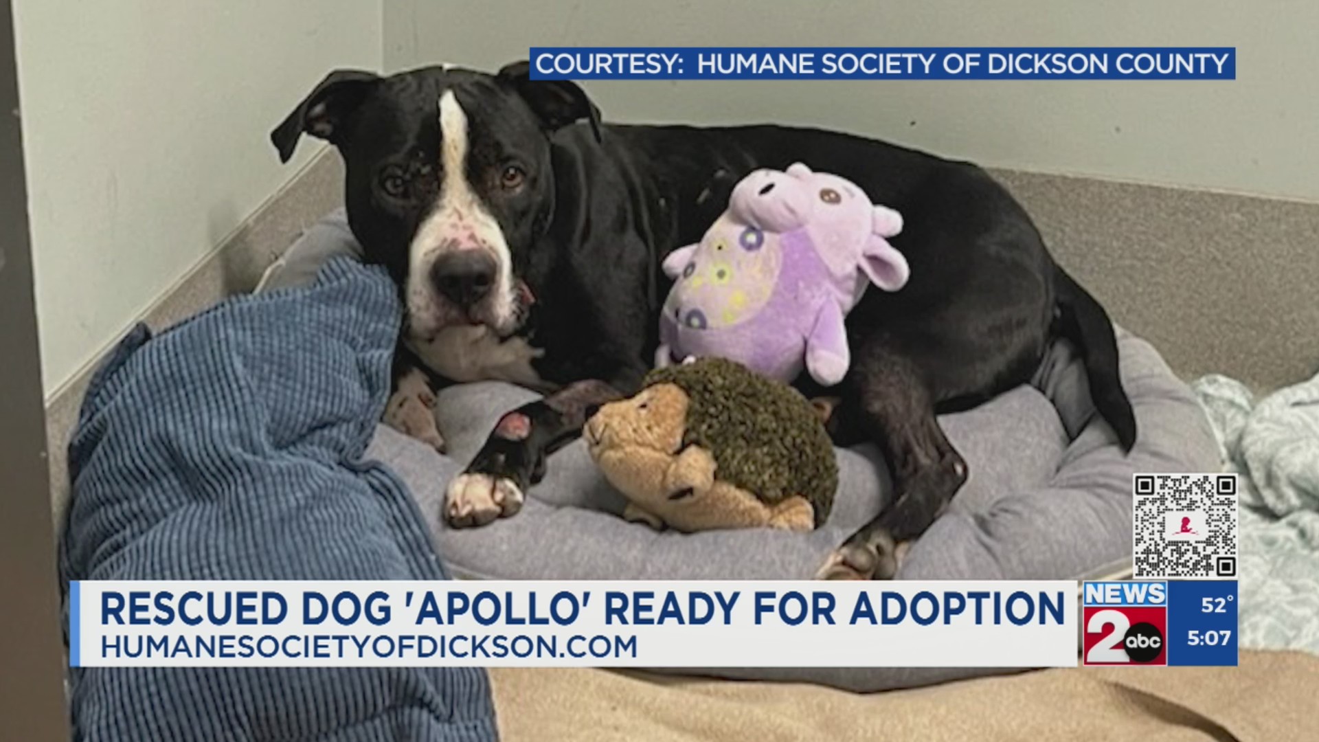 Rescued dog 'Apollo' ready for adoption