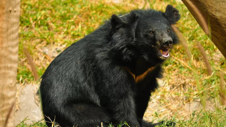 All bear species in India and where to find them