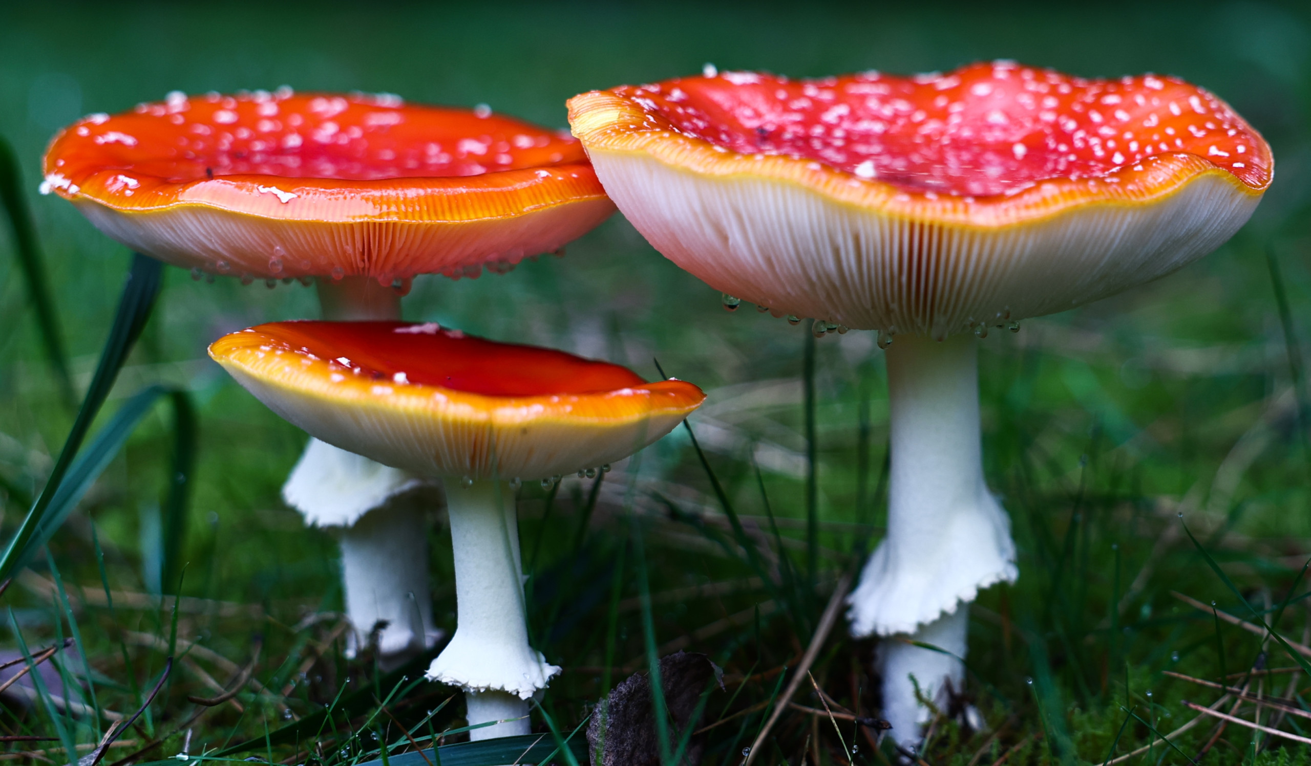 Poisons and their harmful effects on health