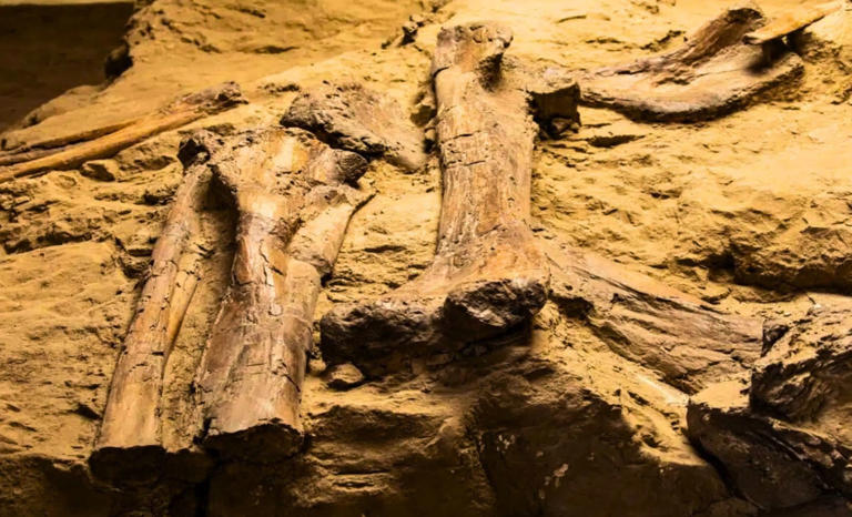 Paleontologists Unearth Oldest Plant-Eating Dinosaur in Morocco ...