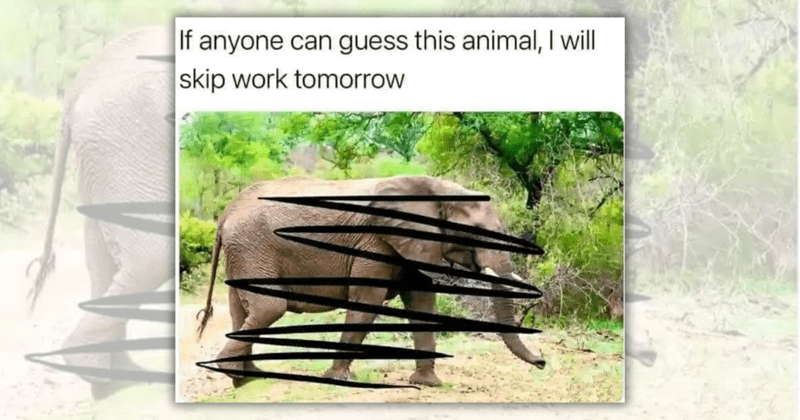 23 Grumpy Animal Memes That Pawfectly Match the Vibe of the Overworked ...