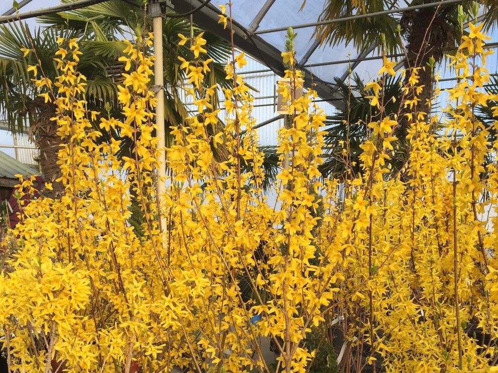 Brian Minter: Creating a colourful living garden fence is easier than ...