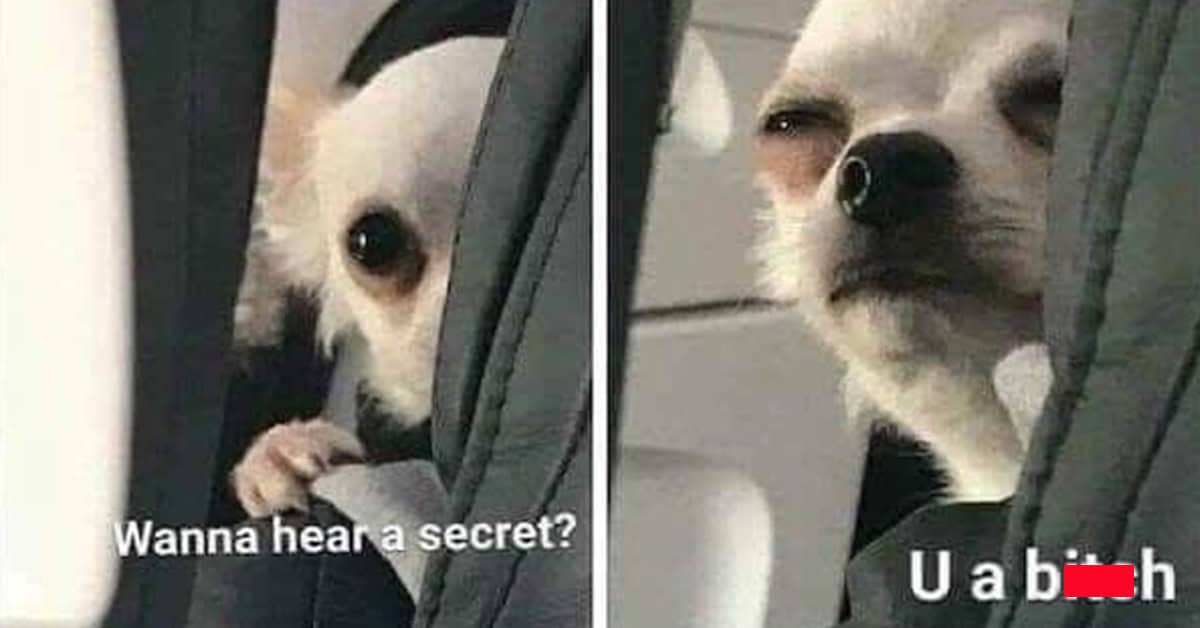 35 "Grumpy Animal Memes" Of Critters Who Have Had Enough