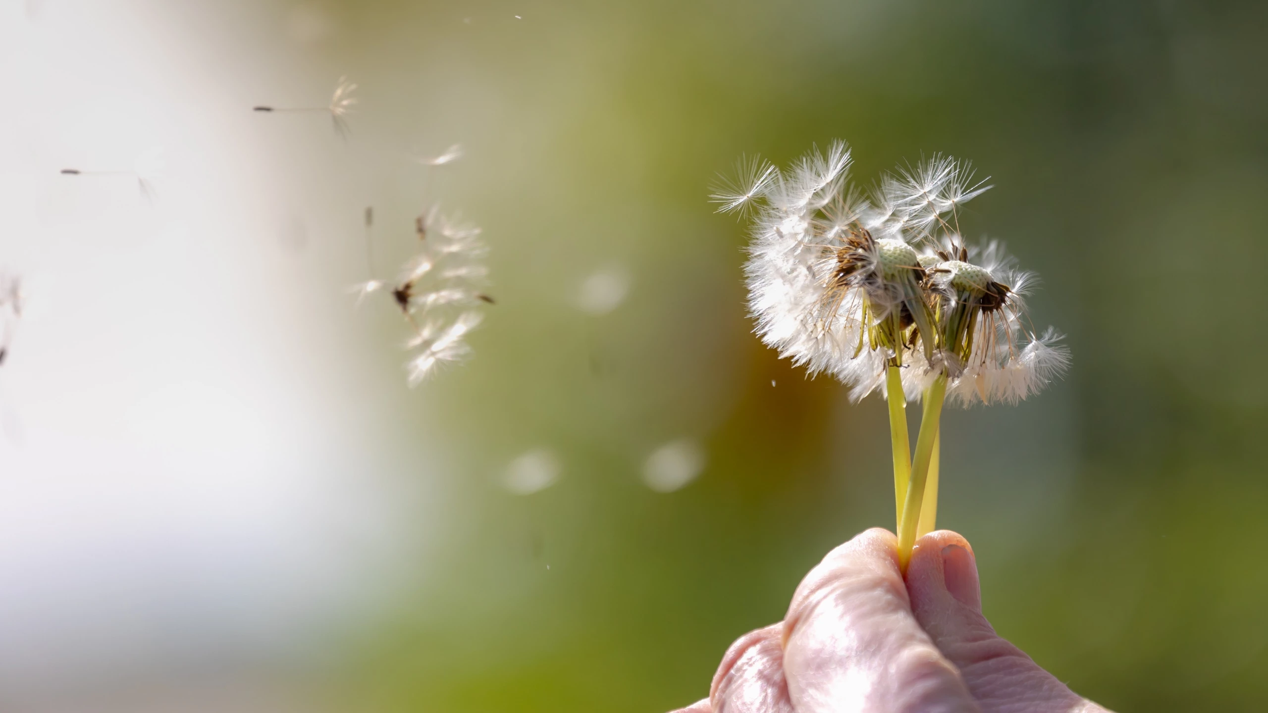 Allergies : Atmo France lance un indice pollen dopé à l'IA