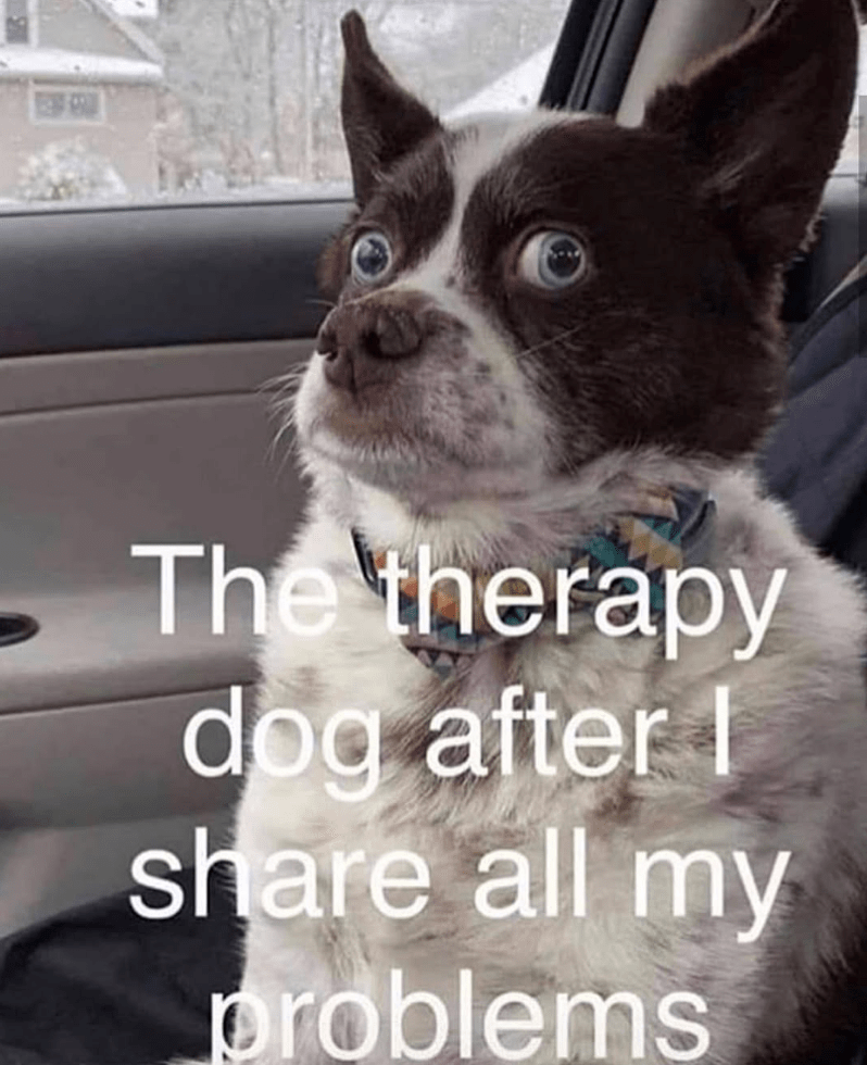 23 Grumpy Animal Memes That Pawfectly Match the Vibe of the Overworked ...