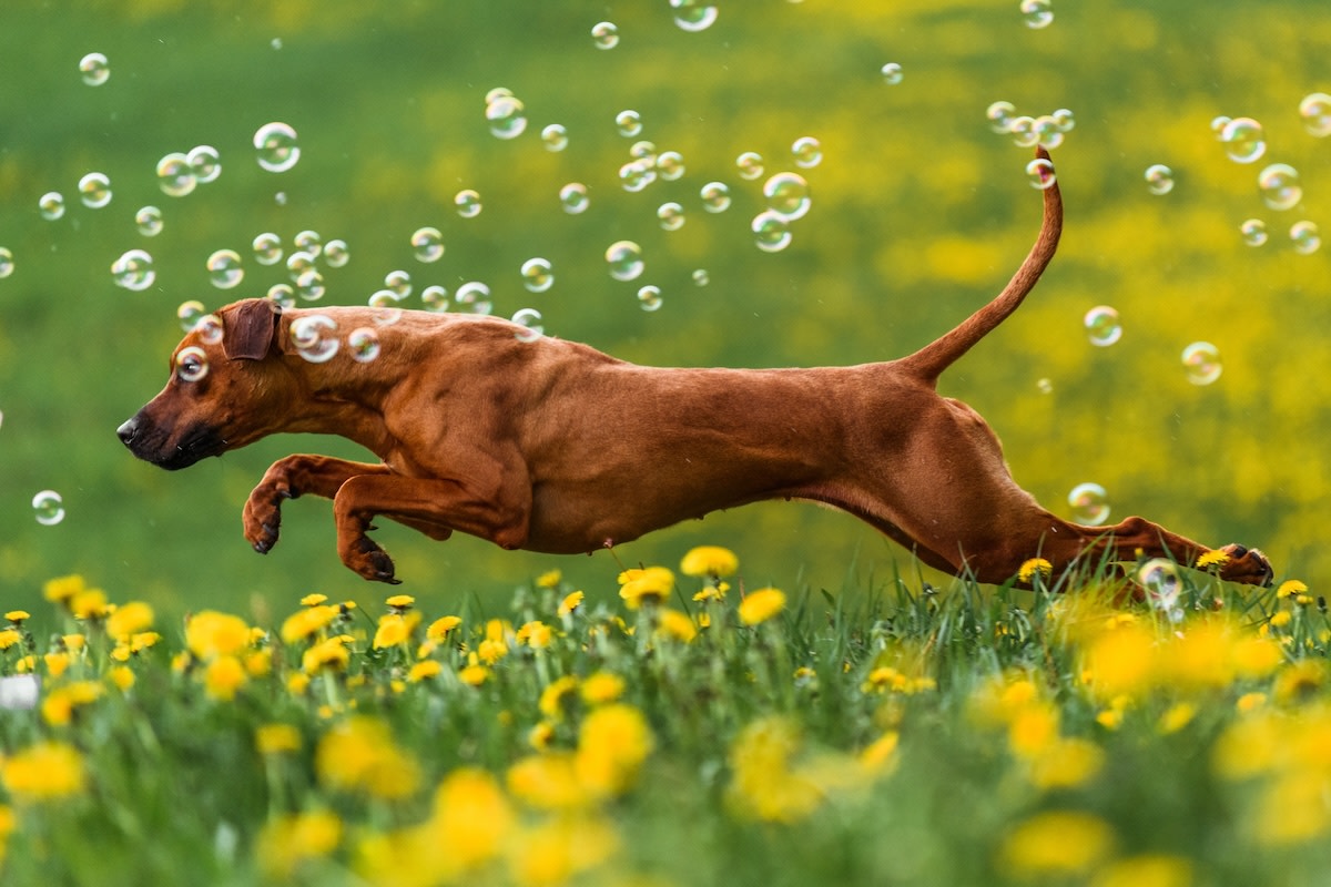 Rhodesian Ridgeback Mix’s Love for Hugging Toy Has Hearts Melting