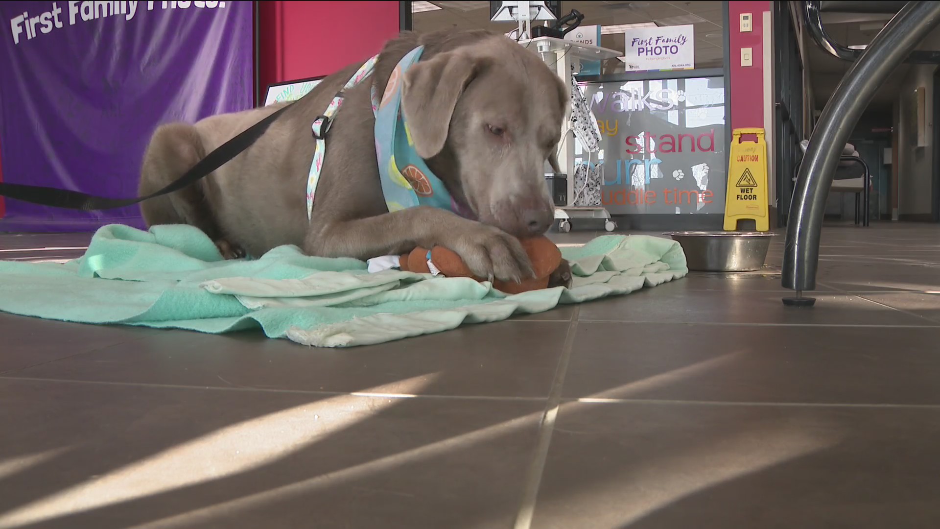 Meet Goliath, learn about ARL's Puck n Paws game, Raise your Paw Auction