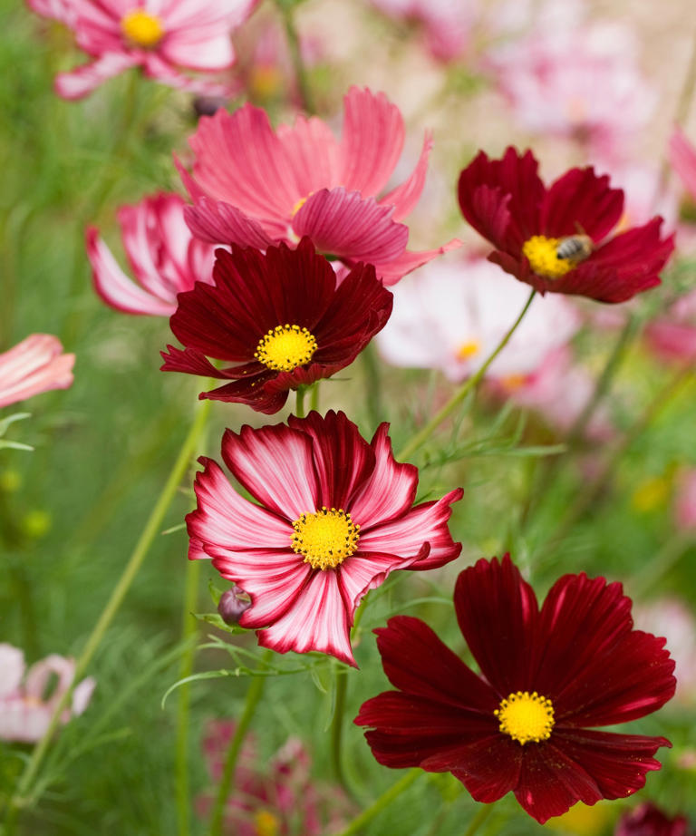 Easy cut flowers to plant in May for a constant supply of summer ...