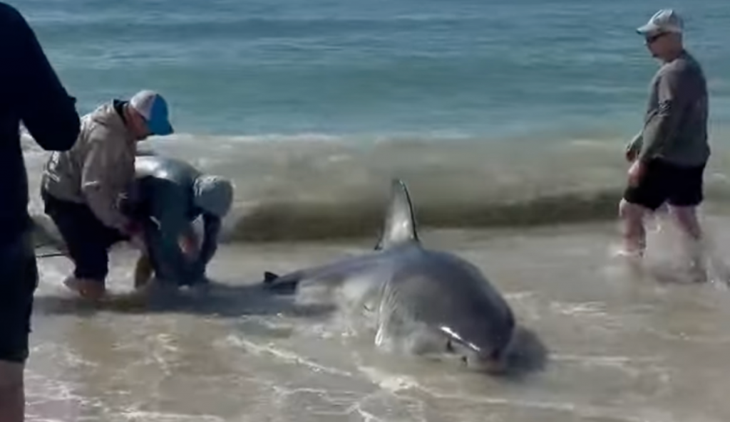 OBX Fishermen Catch Massive 1,500-Pound Great White