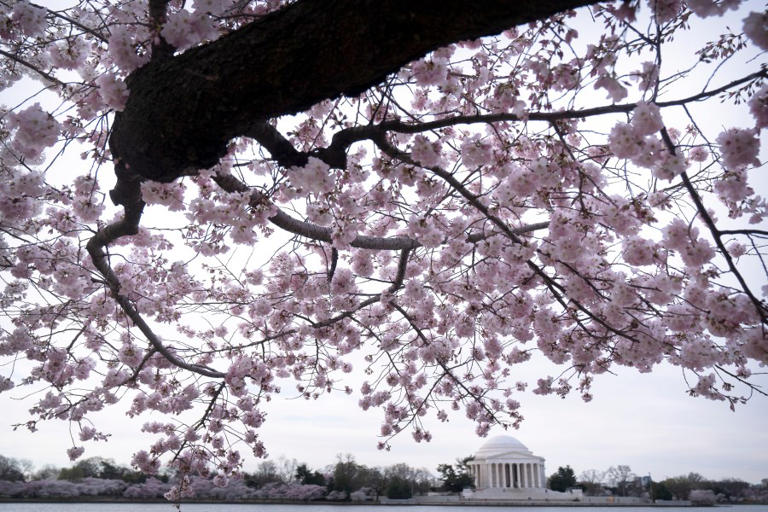 Places to see cherry blossoms across DC, Maryland and Virginia