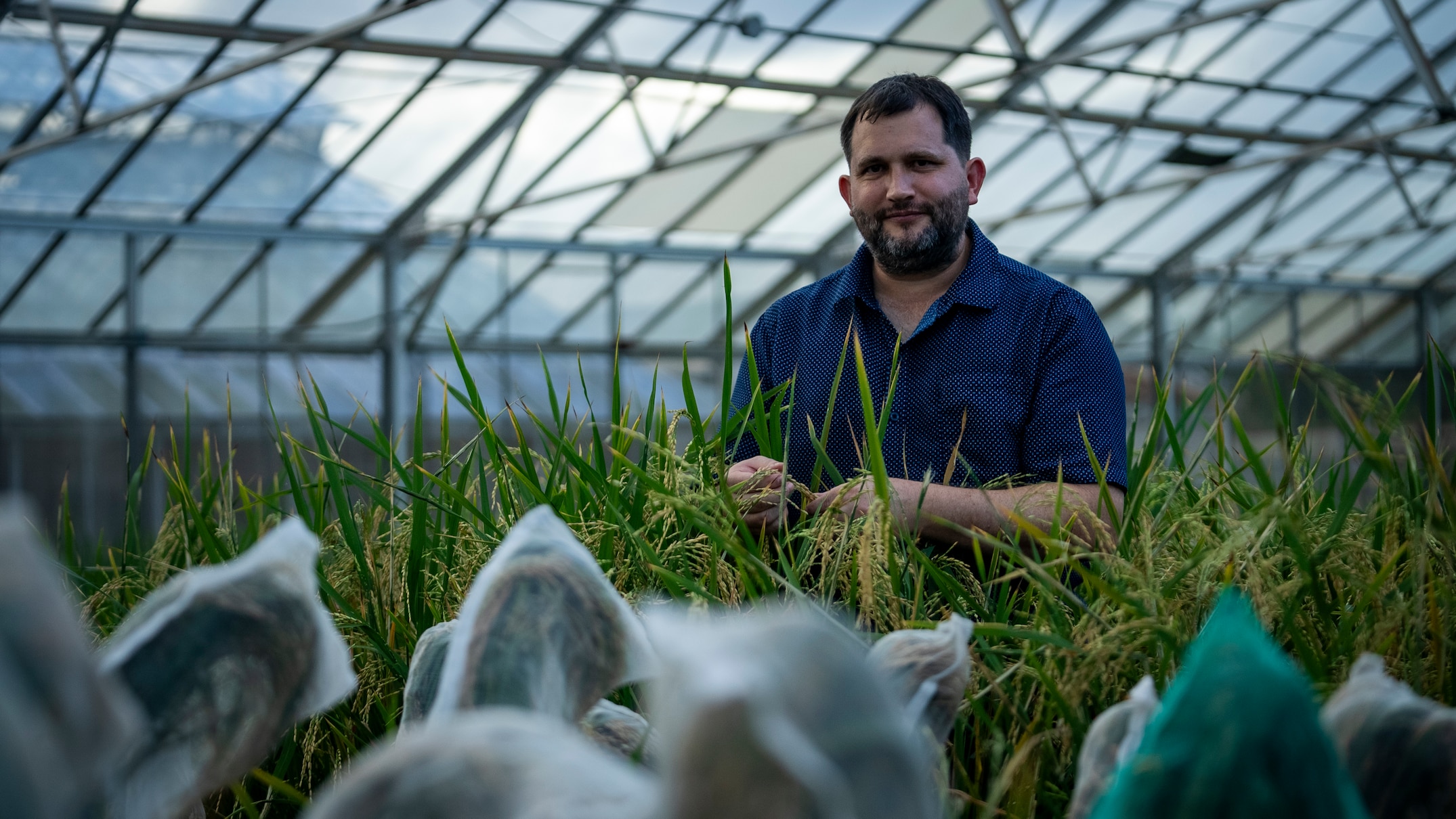 Rice farming science in race to reduce grain's climate change impacts