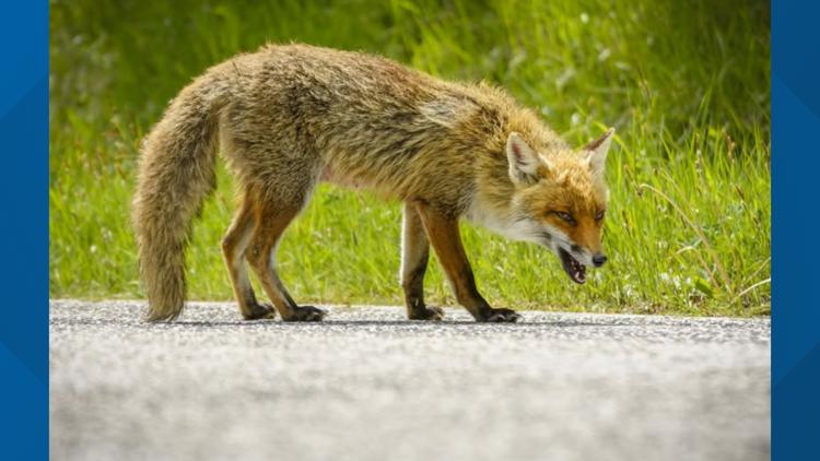 Gray foxes test positive for rabies in Cochise County