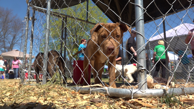 Notorious DOG animal rescue opens new facility amid growing stray crisis