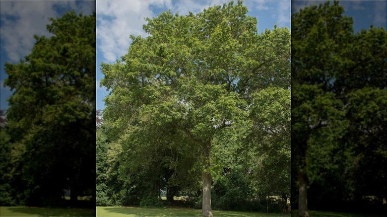 11 Trees You'll Want To Plant In Your Yard During Spring (And 5 To Avoid)