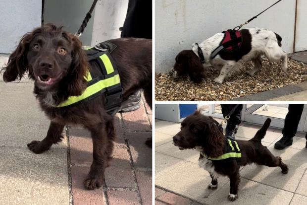 Meet the new detection dogs that will help tackle digital crime