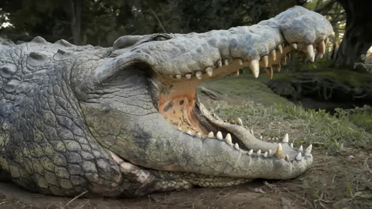 The Crocodile That's Lived Longer Than Most People Probably Ever Will