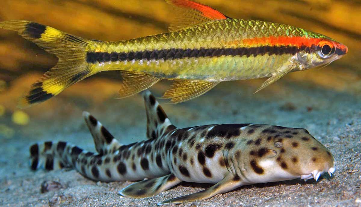 6 Best Freshwater and Saltwater Sharks for Home Aquariums