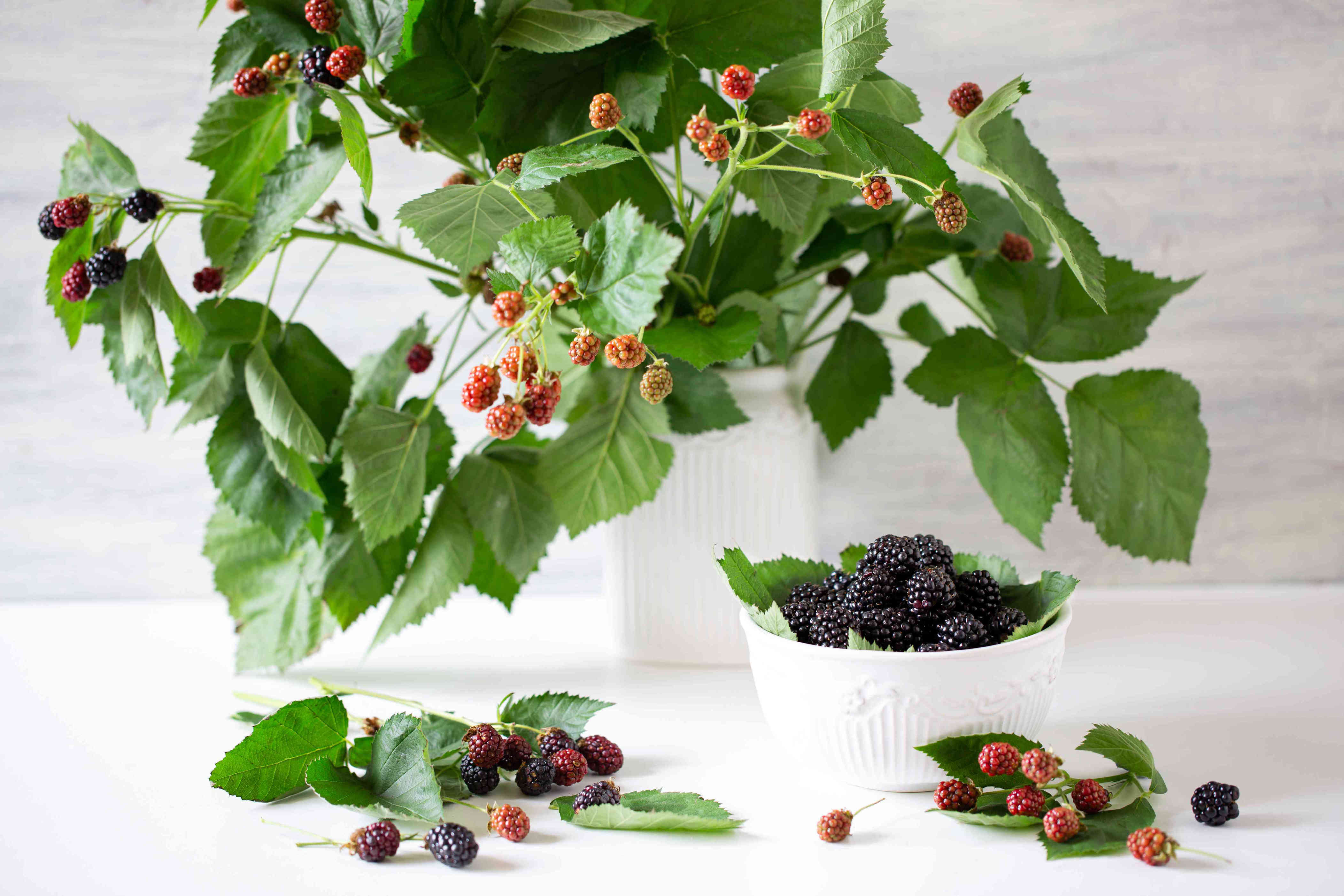 How to Grow Blackberries Indoors for Delicious Fruit All Year