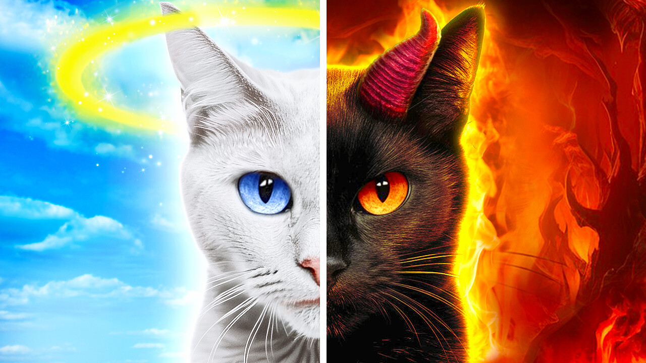 Angel Cat vs Demon Cat A DAY IN THE LIFE OF A CAT