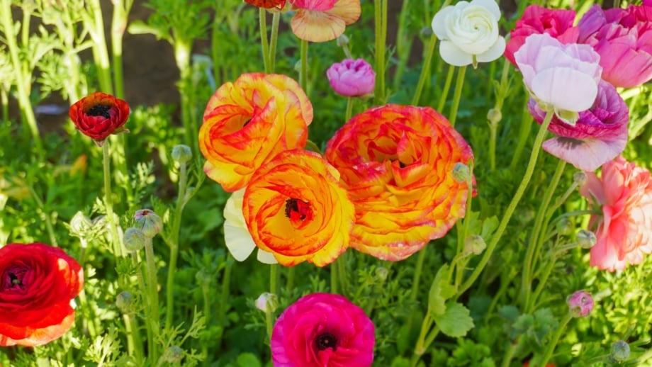 11 Ranunculus Growing Secrets for Cut Flower Gardeners