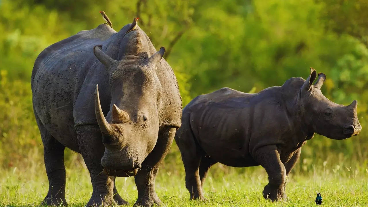 Inspiring conservation success stories from around the world—India’s ...