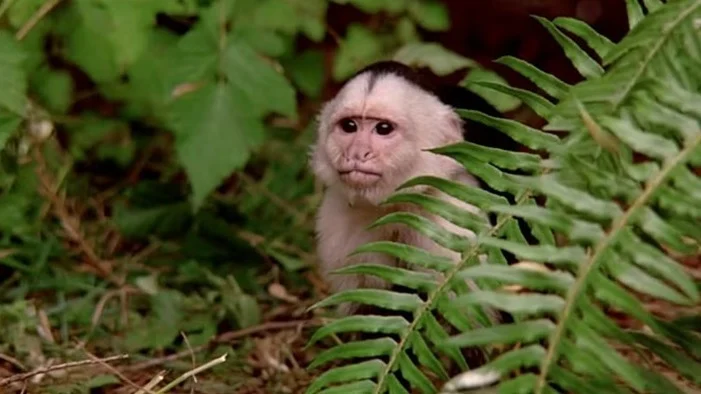 Top 20 Iconic Apes and Monkeys in Movies